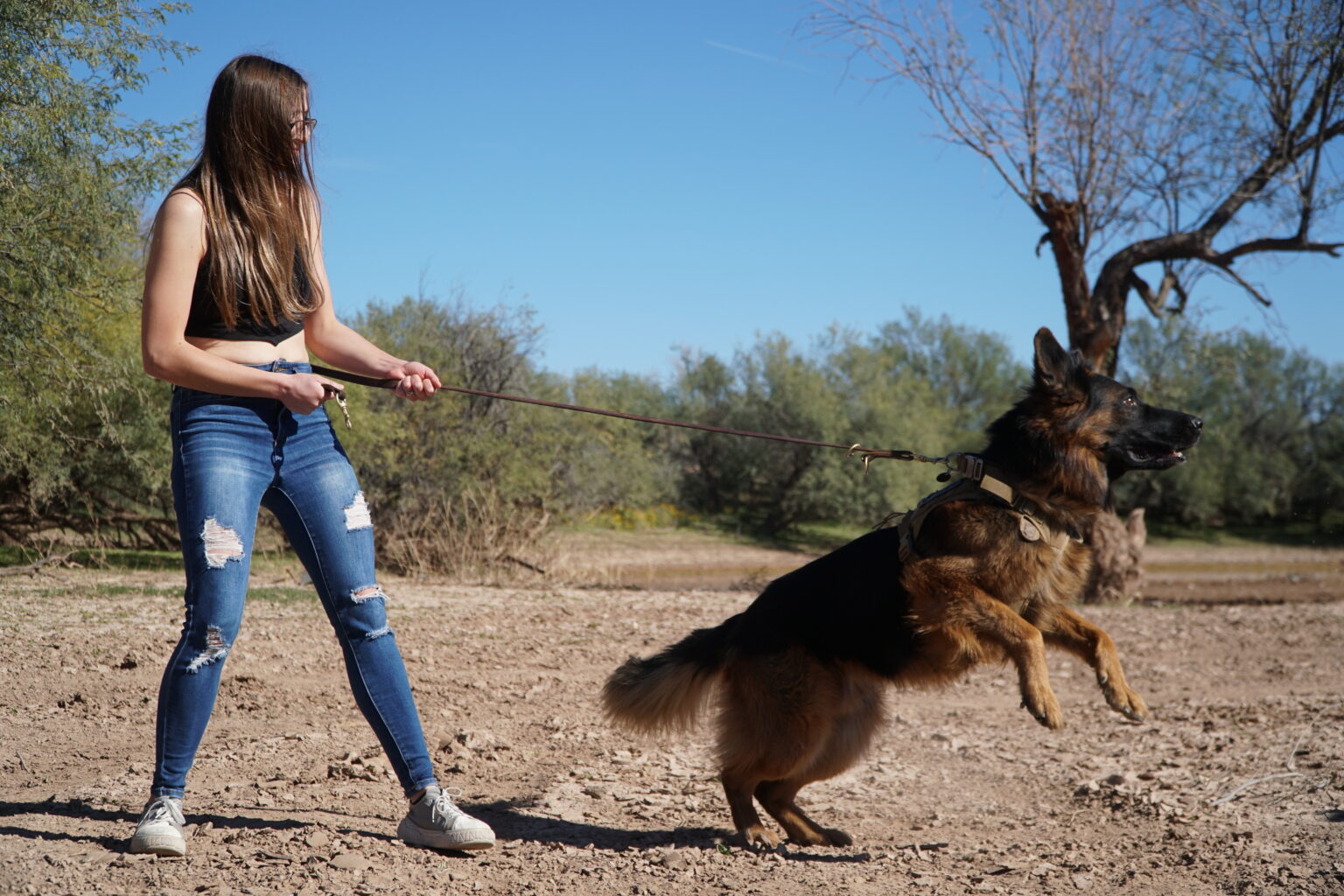 Understanding Dog Behavior: Key Factors to Consider – Good Bois Dog ...